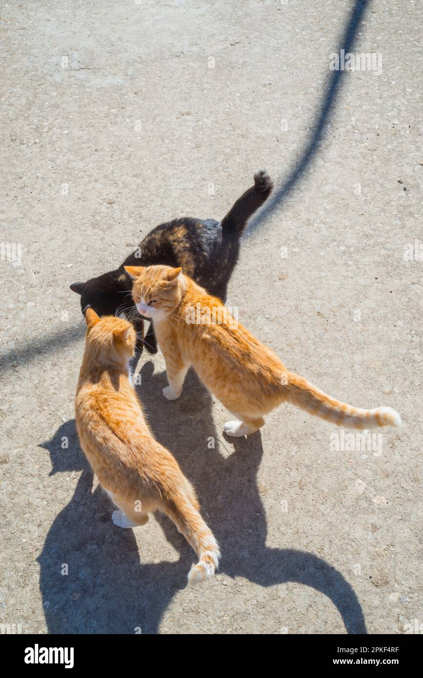 Three cats hi-res stock photography and images - Alamy