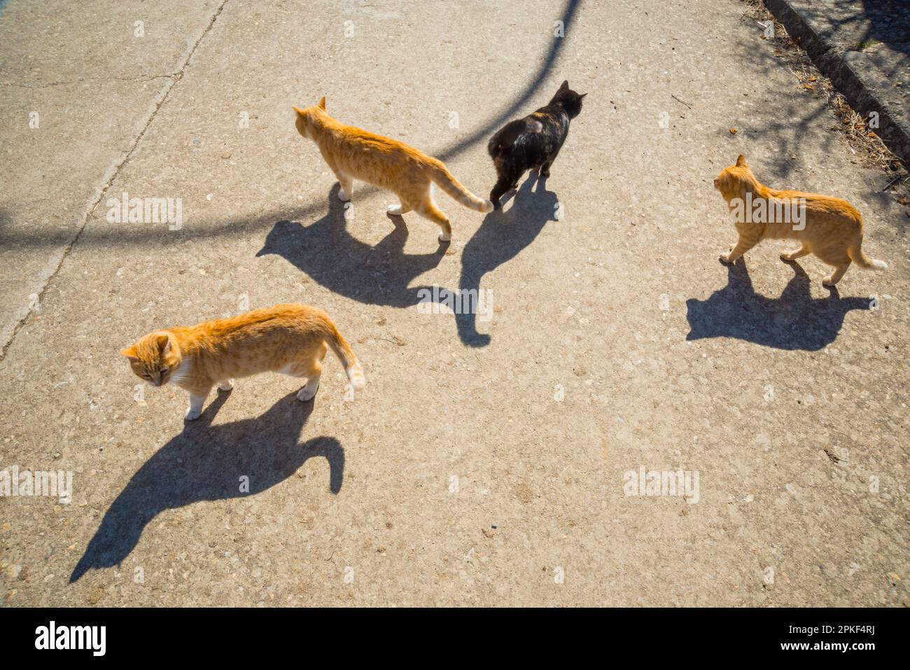 Stray cats hi-res stock photography and images - Alamy