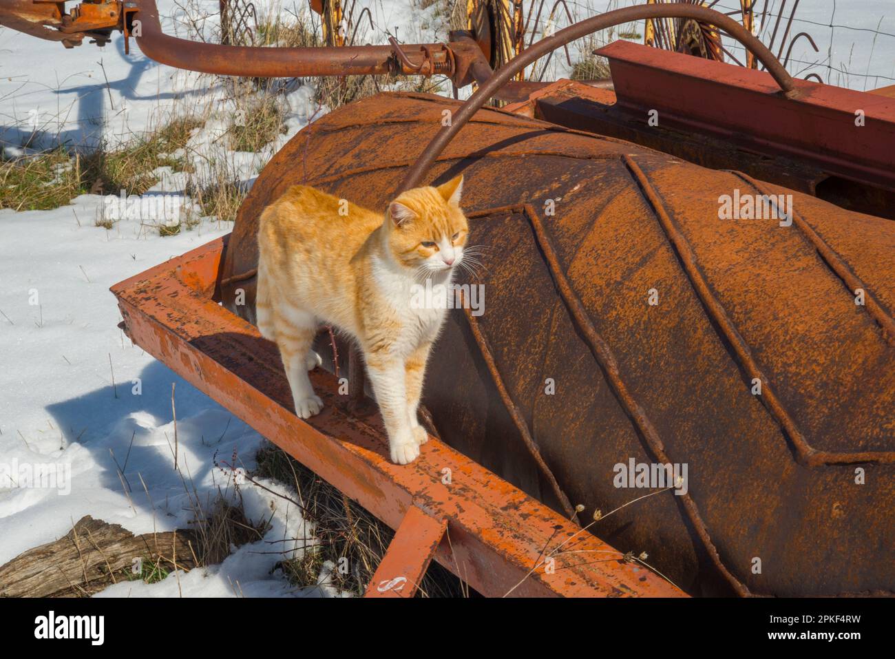 In winter stray cat hi-res stock photography and images - Alamy