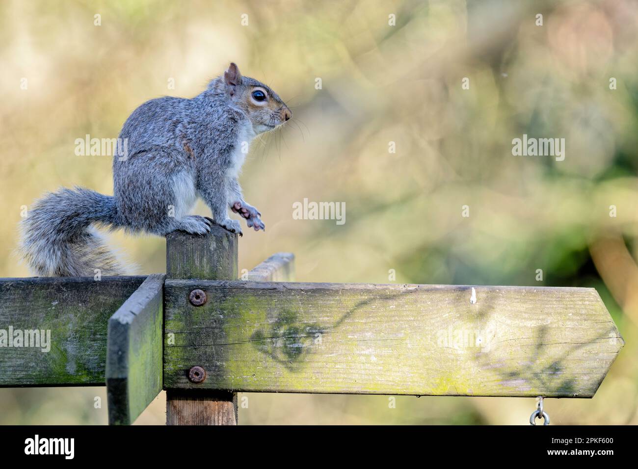 A grey squirrel points the way at Titchwell Marsh, Norfolk, England ...