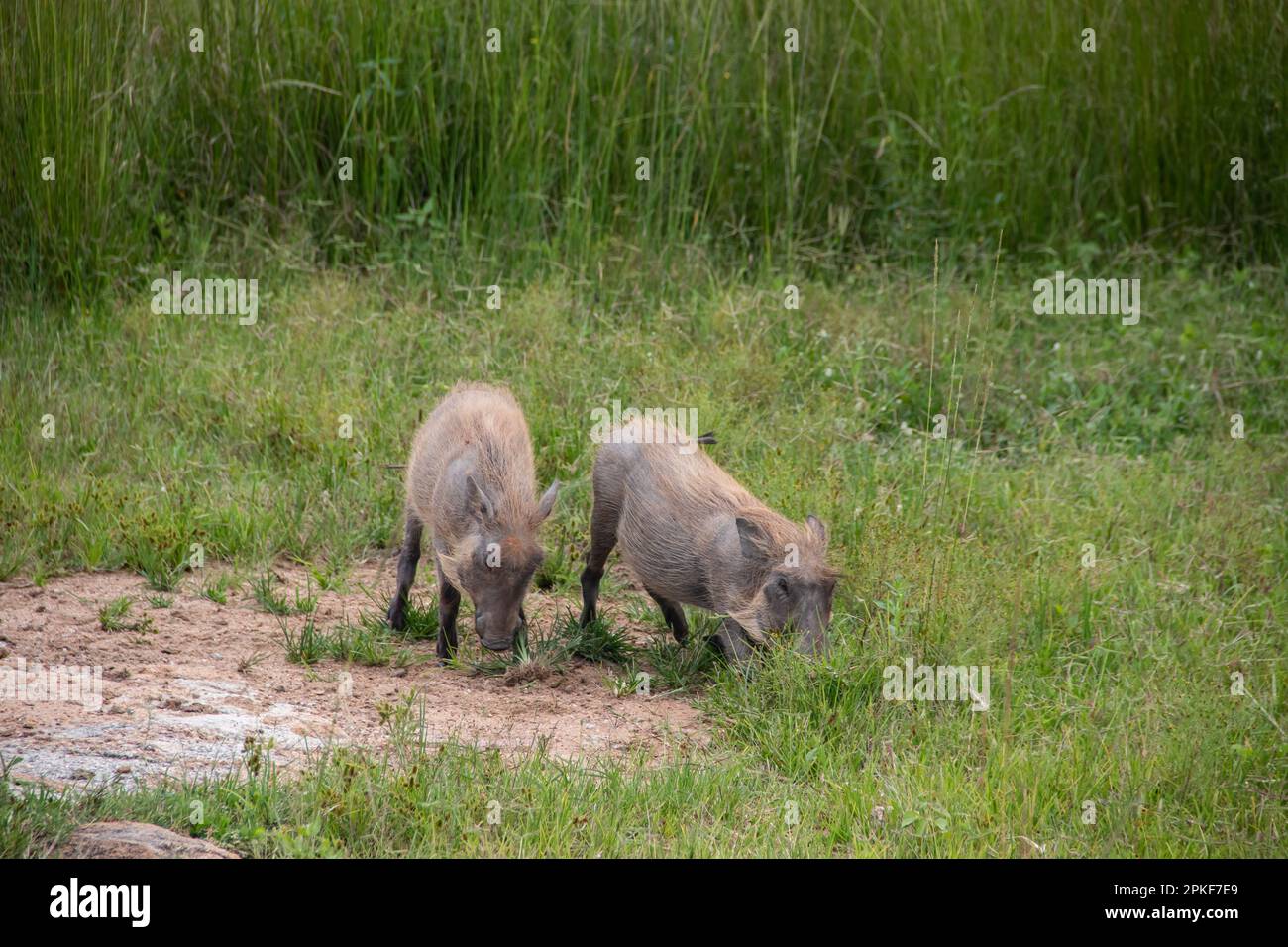 Warthog, African wild pig in savannah in Africa, in national park for ...