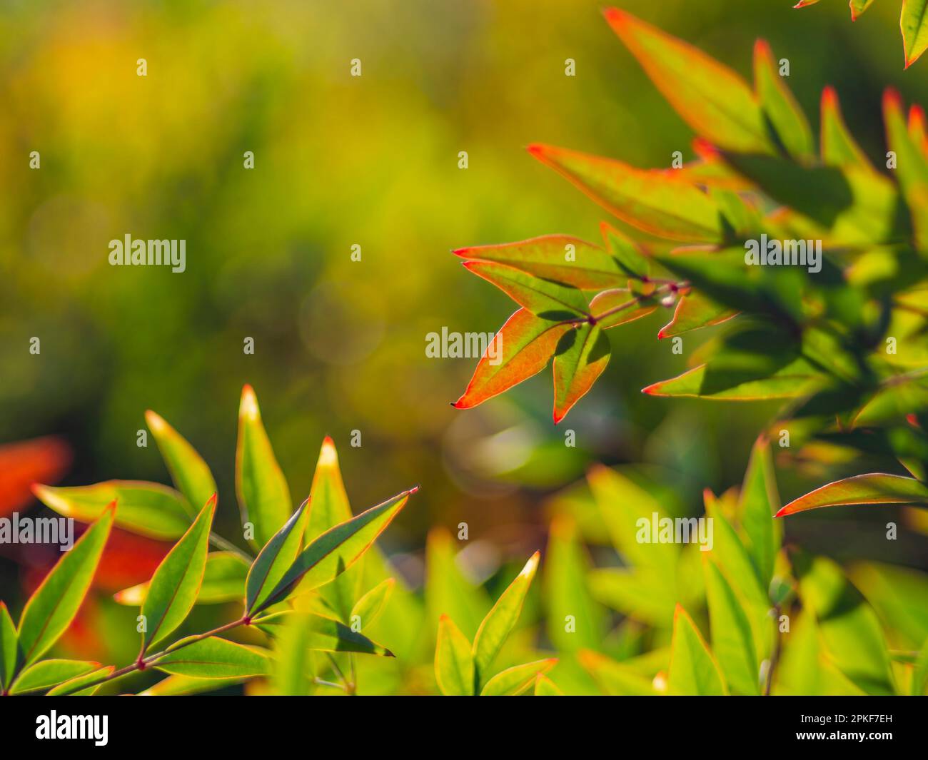 Close up shot heavenly hi-res stock photography and images - Alamy