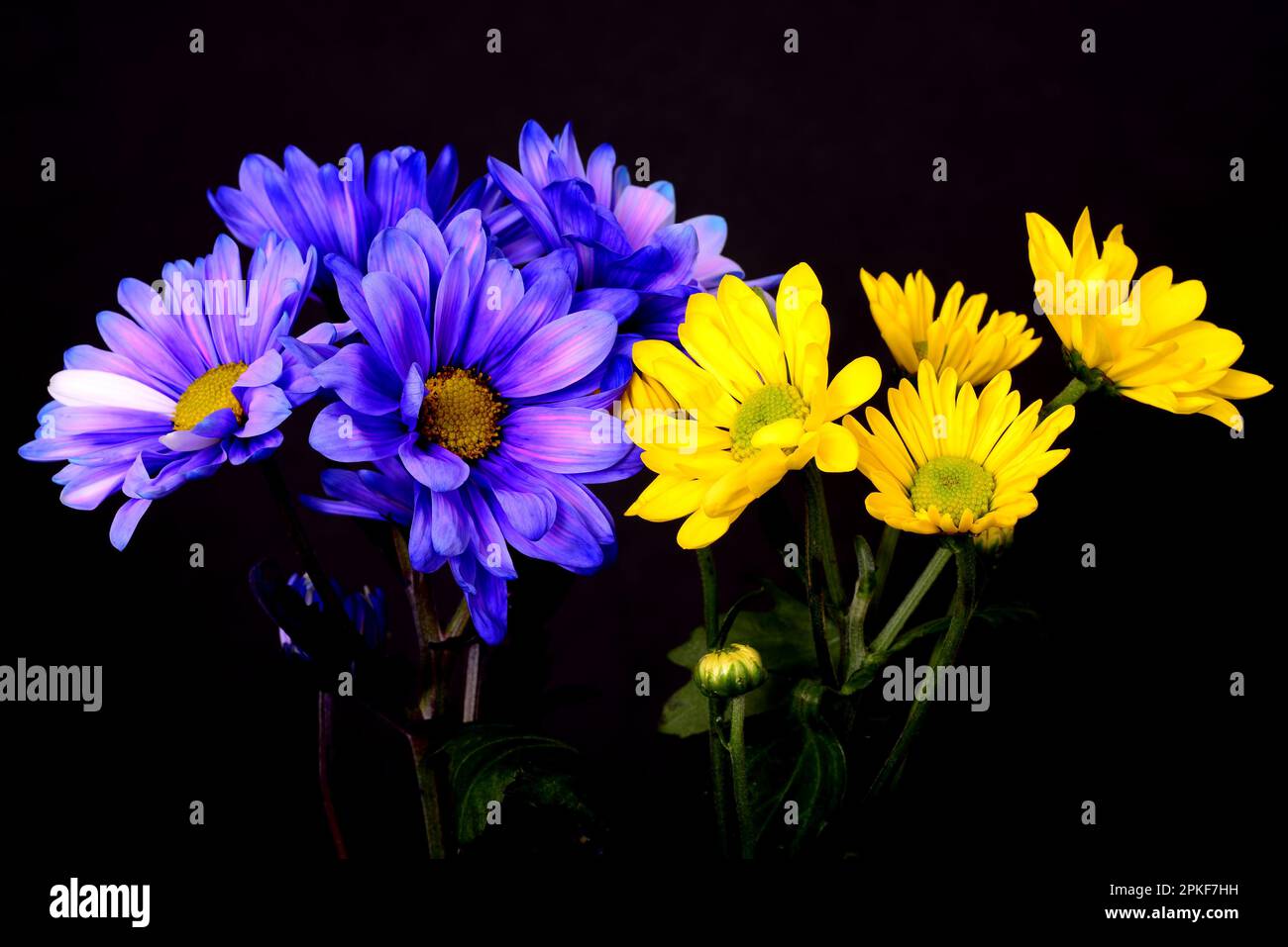 Blue and yellow daisy Floral arrangement isolated over a black ...