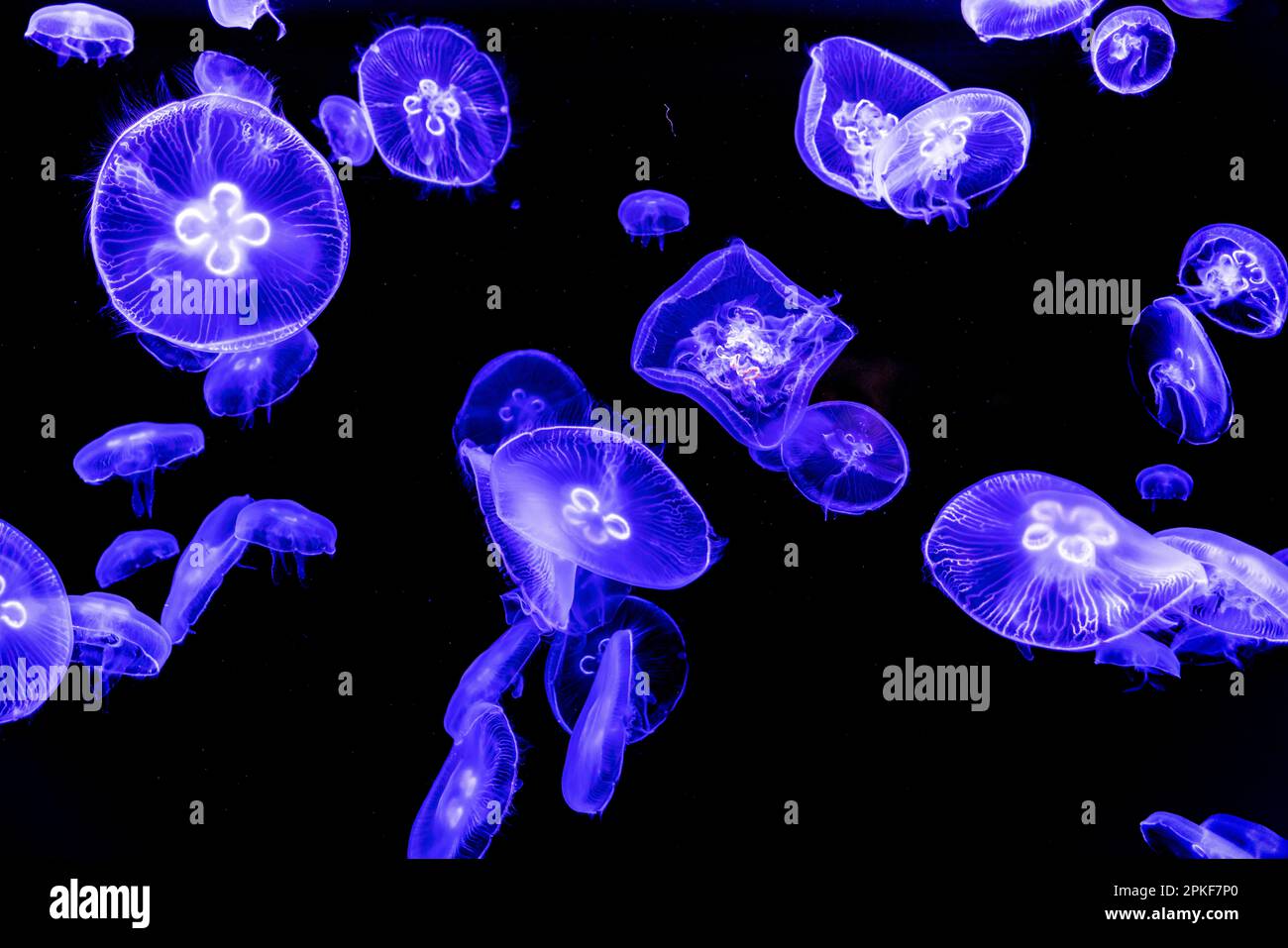 Bioluminescent Jellyfish On Beach