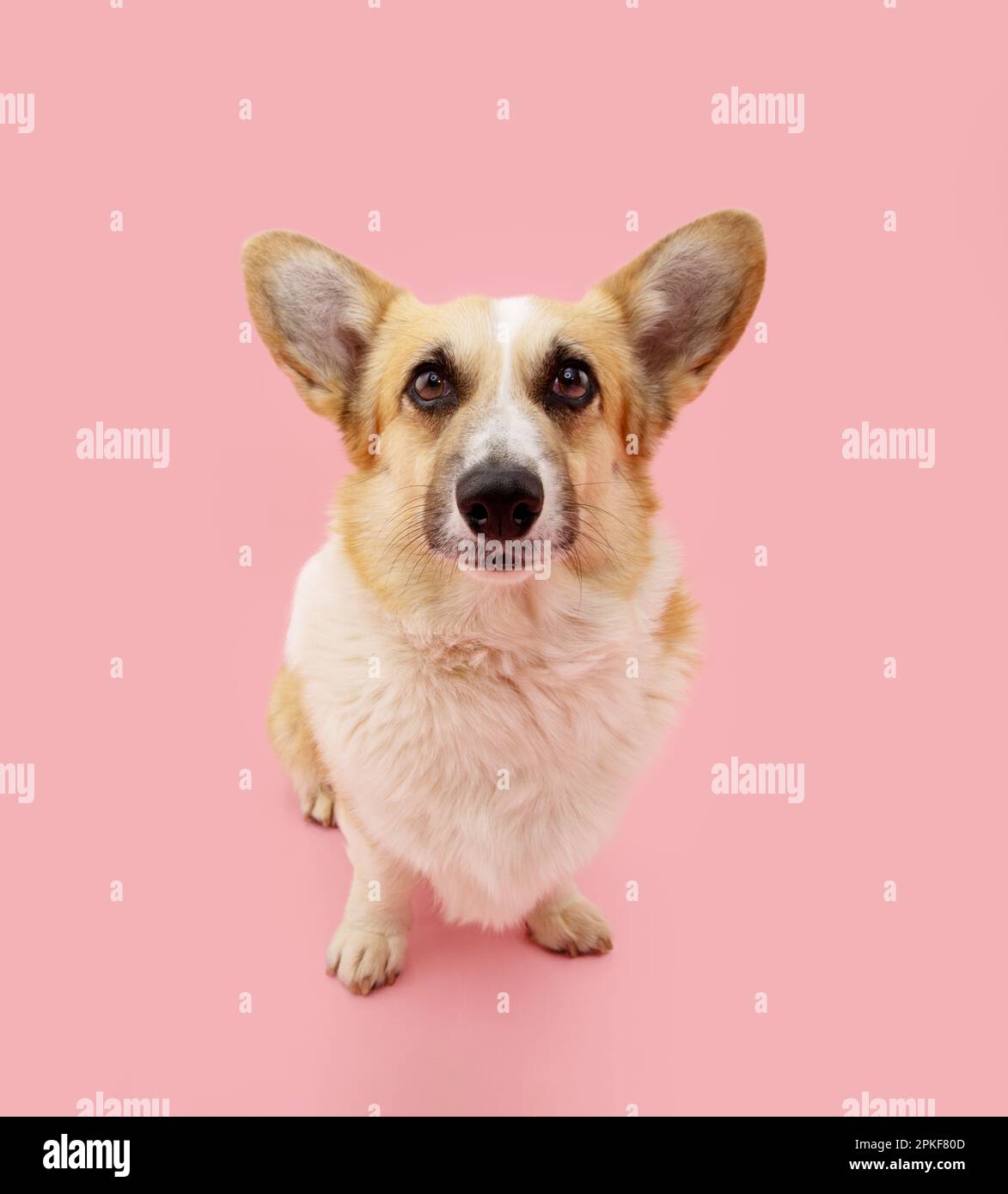 Portrait cute welsh corgi pembroke dog looking at camera. Isolated on ...