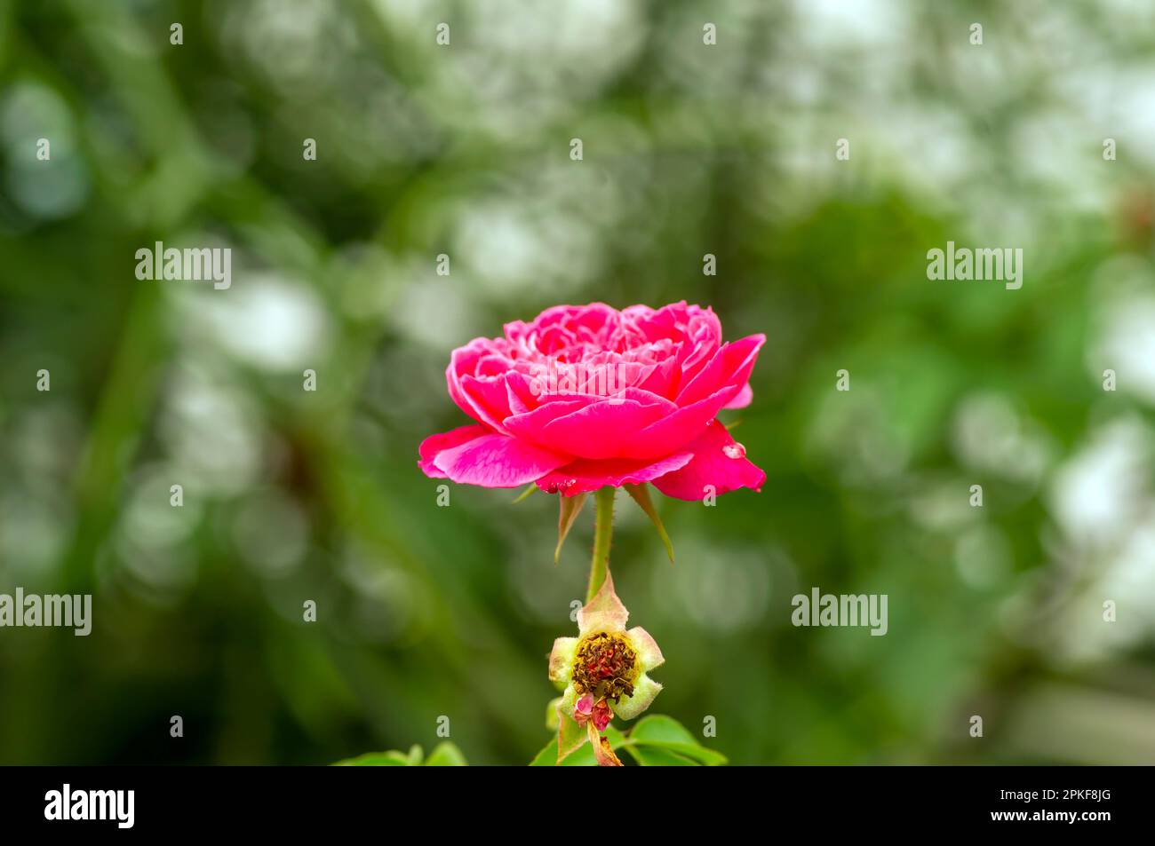 Most Beautiful Red Roses Wallpapers