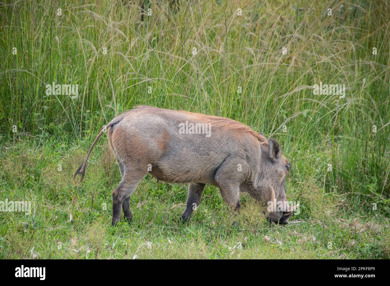 Warthog, African wild pig in savannah in Africa, in national park for ...