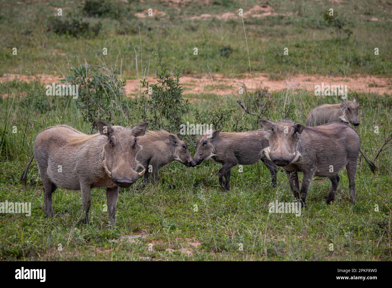 Warthog, African wild pig in savannah in Africa, in national park for ...