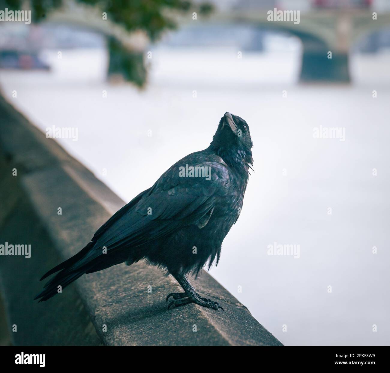 A close up side view of a carrion crow perched on the wall of the River ...