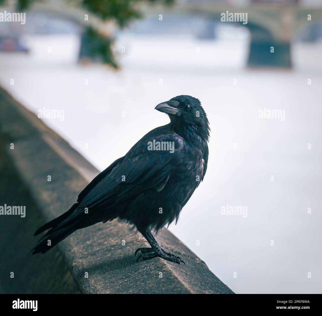 A close up side view of a carrion crow perched on the wall of the River ...