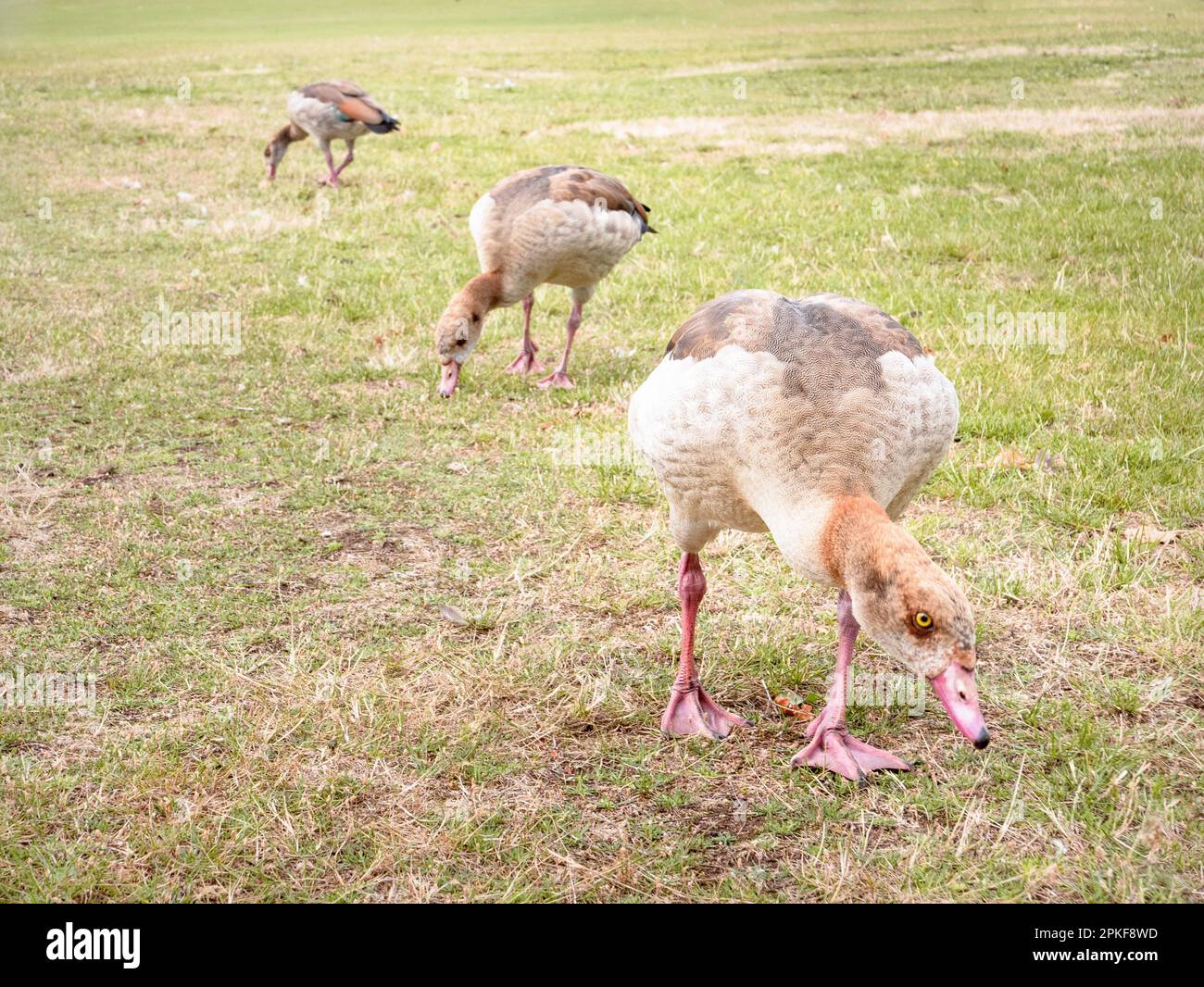 Egyptian urban wildlife hi-res stock photography and images - Alamy
