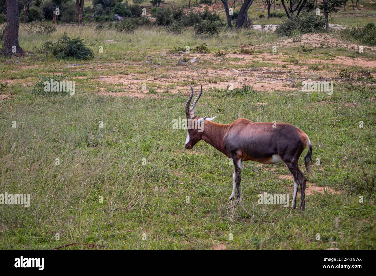The blesbok or blesbuck (Damaliscus pygargus phillipsi) is a subspecies ...