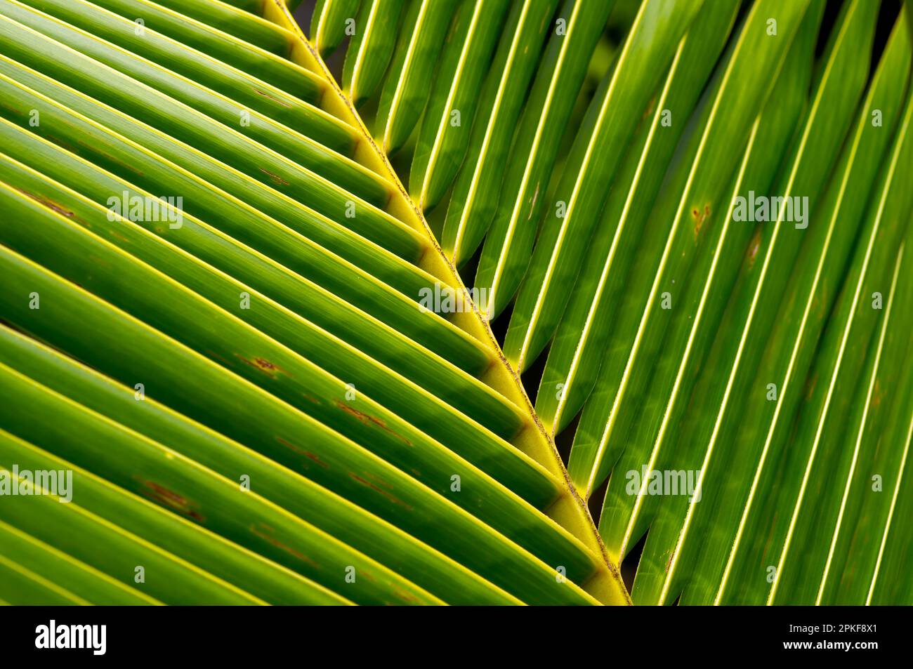 Coconut tree wallpaper hi-res stock photography and images - Alamy