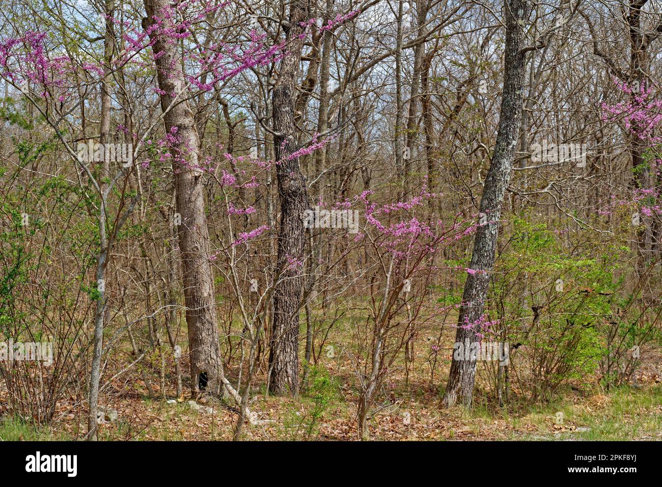 Bright purple color blooming redbud trees growing wild in the forest ...