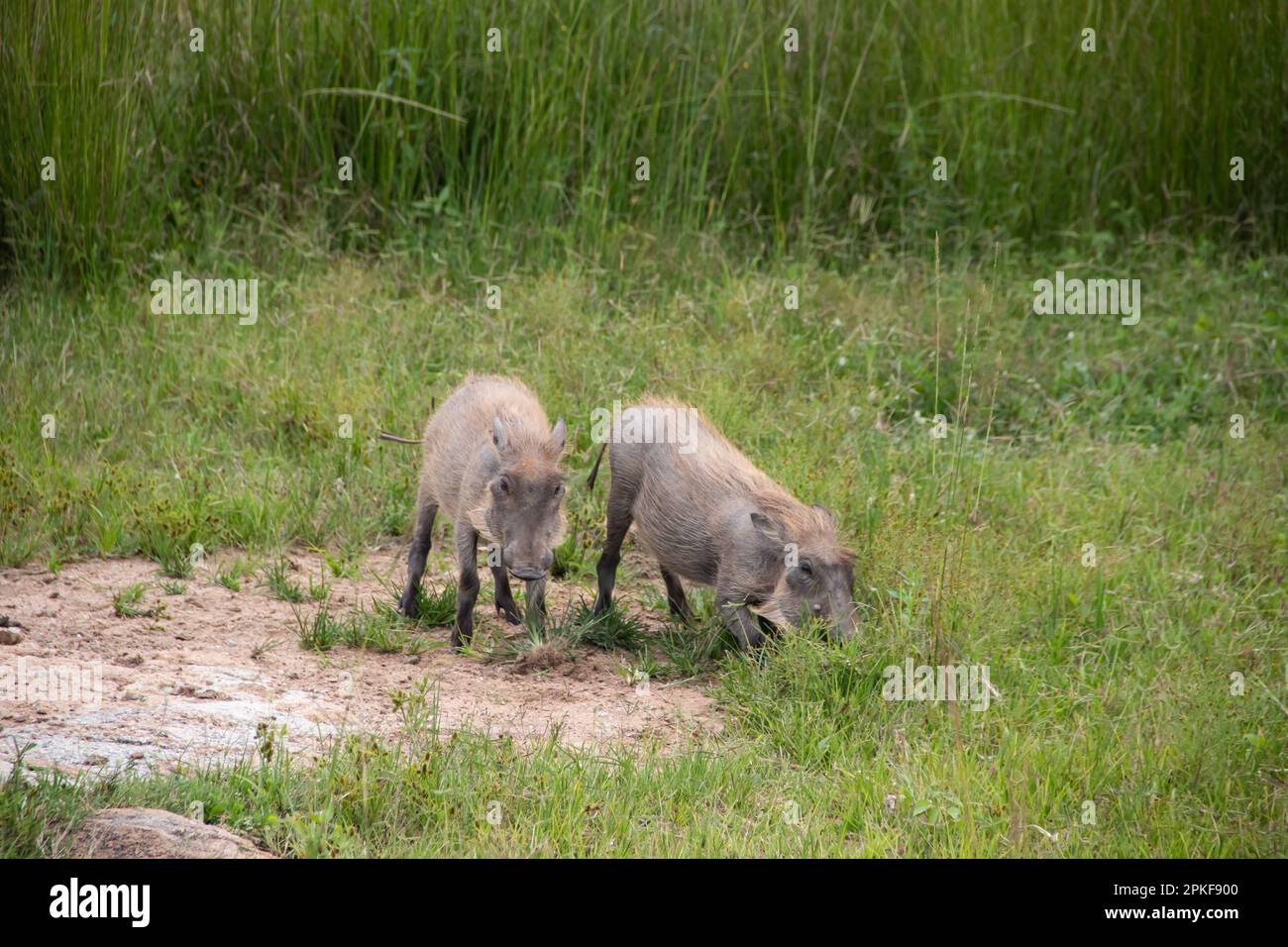 Warthog, African wild pig in savannah in Africa, in national park for ...