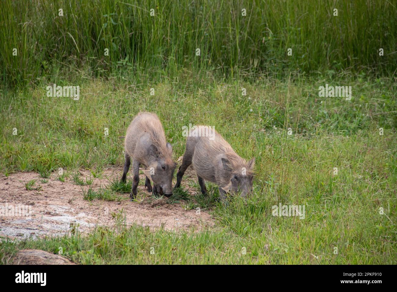 Warthog, African wild pig in savannah in Africa, in national park for ...