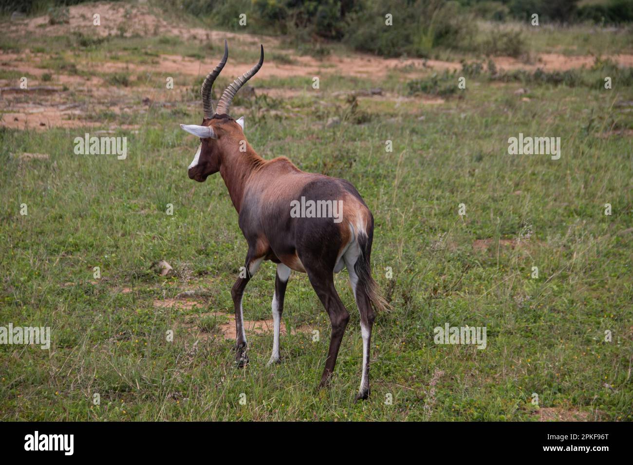 The blesbok or blesbuck (Damaliscus pygargus phillipsi) is a subspecies ...