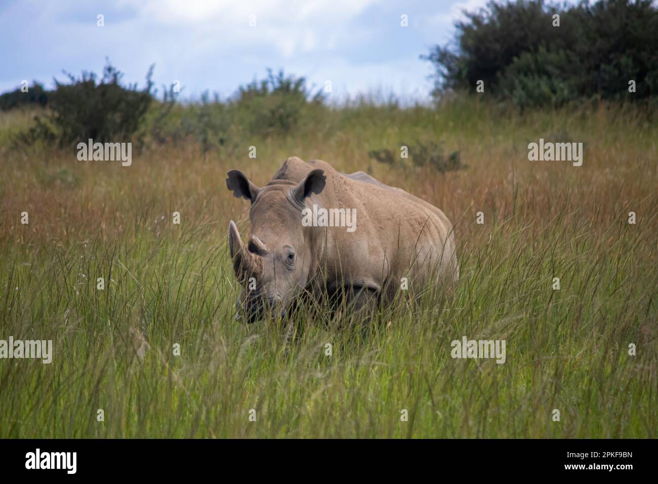 Rhino endangered species hi-res stock photography and images - Alamy