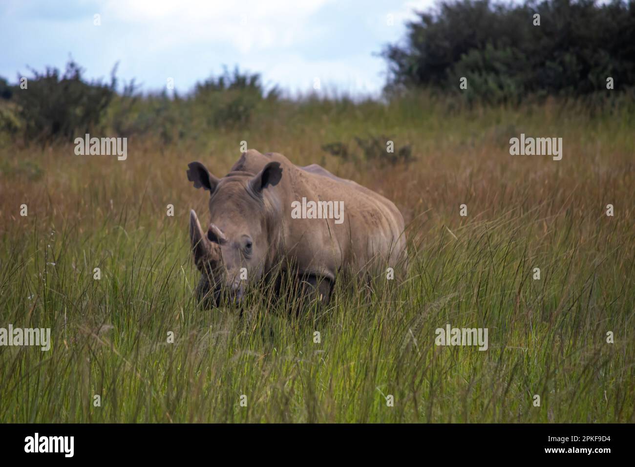 White Rhino or square-lipped rhinoceros (Ceratotherium simum) in Imire ...