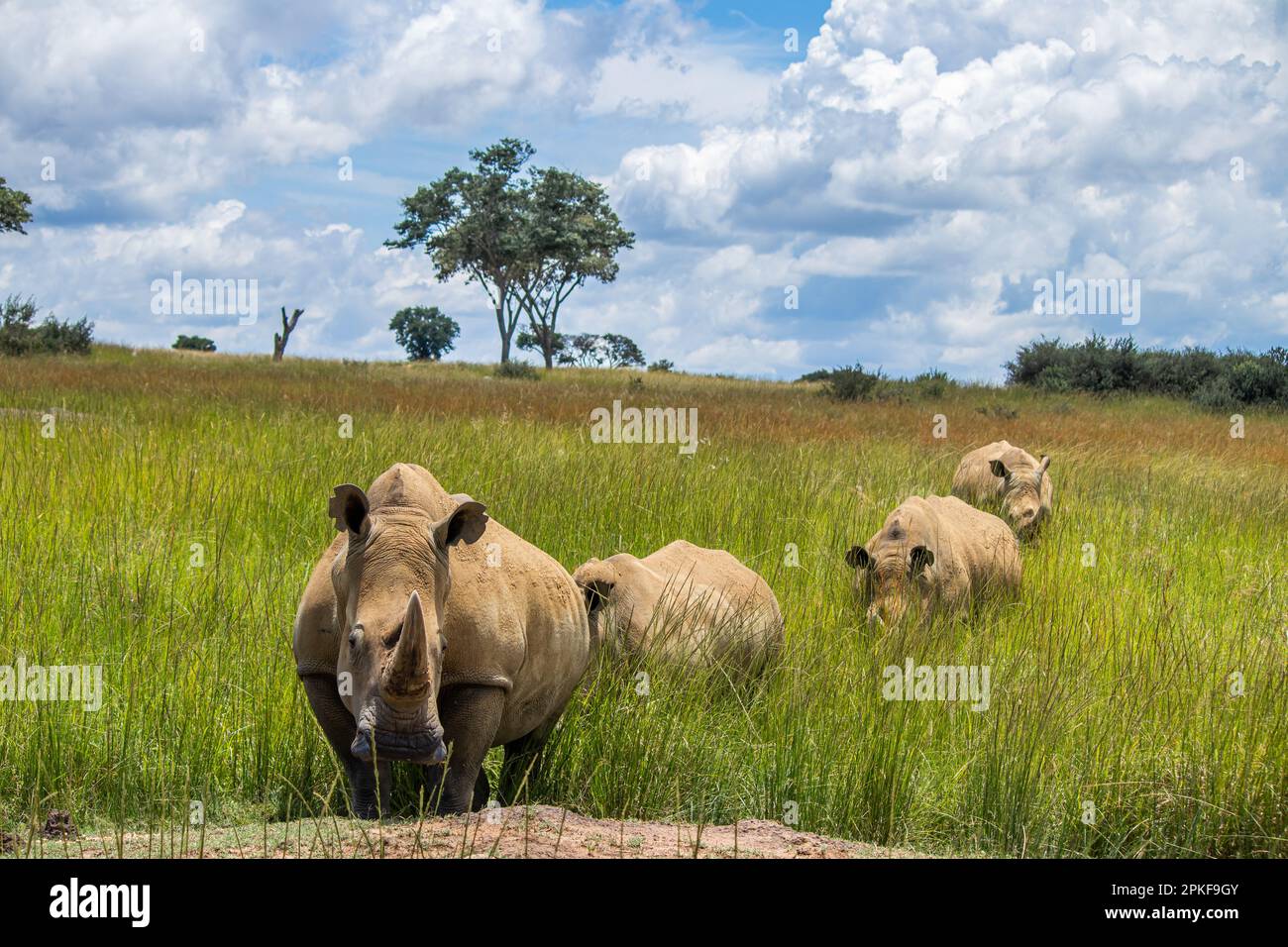 White Rhino or square-lipped rhinoceros (Ceratotherium simum) in Imire ...