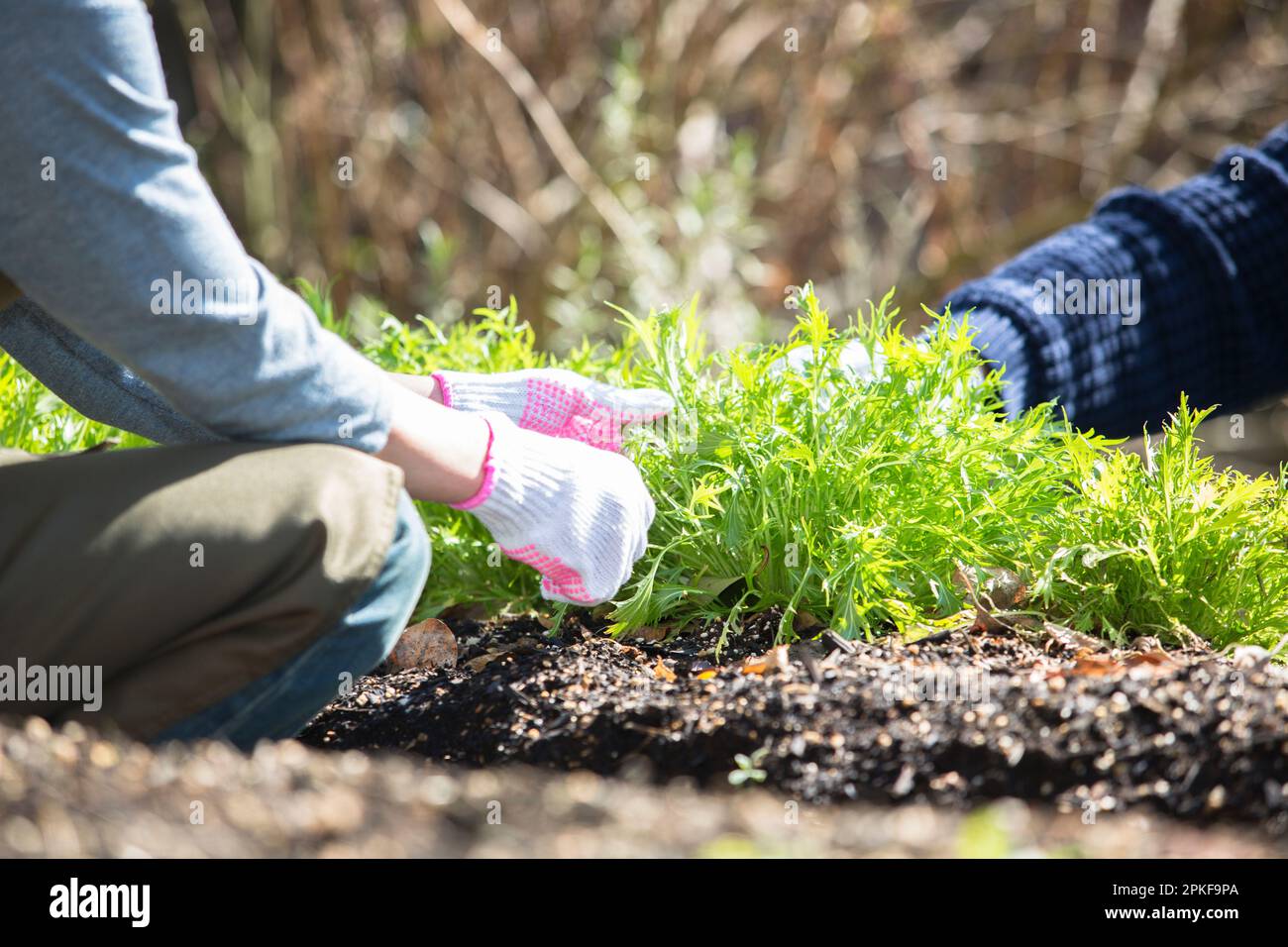 A couple doing farm work Stock Photo - Alamy