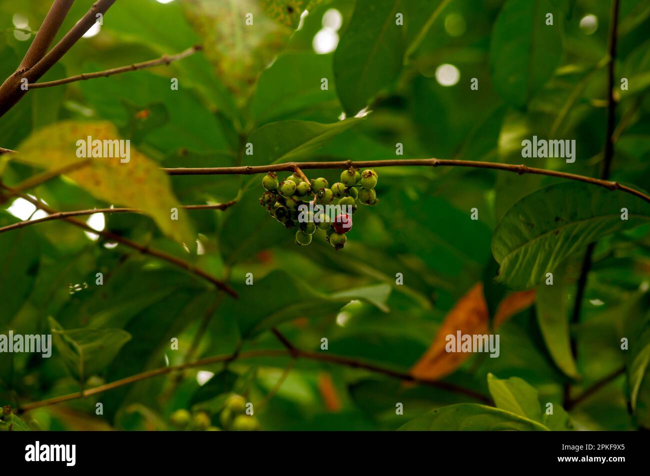 Indonesian bay leaf or daun salam, Syzygium polyanthum seeds, in ...