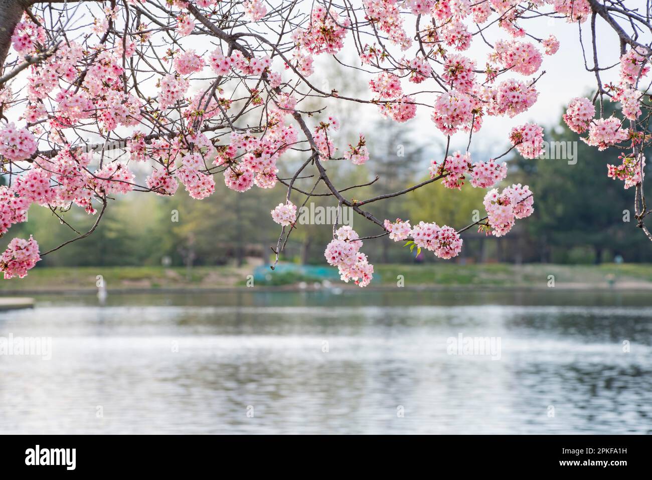 Beautiful cherry blossom at Lake Balboa, Los Angeles, California Stock ...