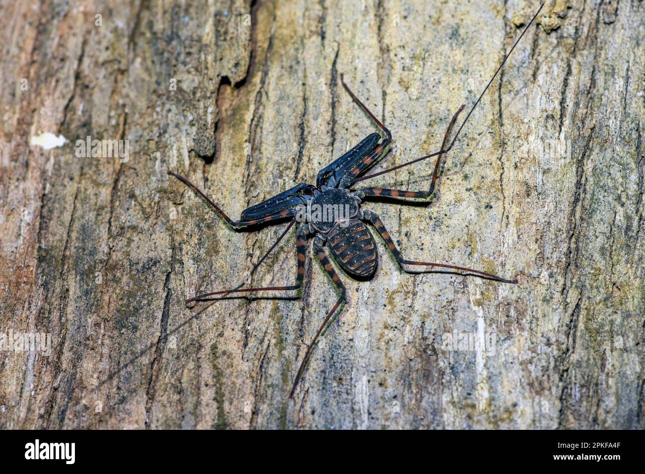 Giant whip-spider (Charon grayi) from Tangkoko National Park, North ...