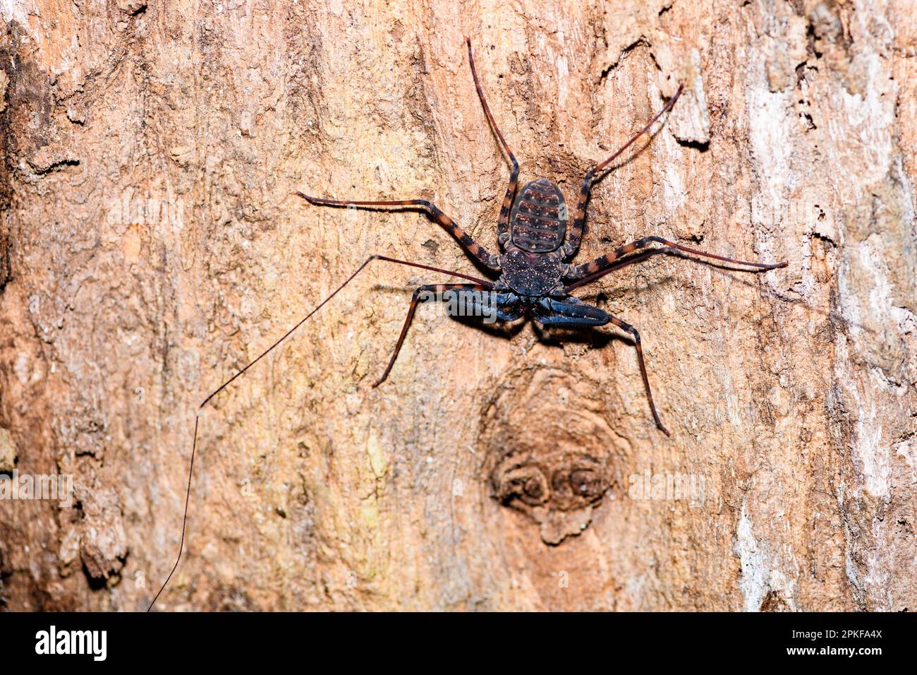 Giant whip-spider (Charon grayi) from Tangkoko National Park, North ...