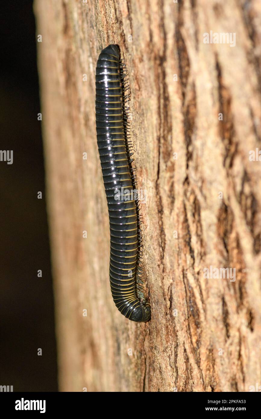 Giant millipede from the order Spirobolida photographed in Tangkoko ...