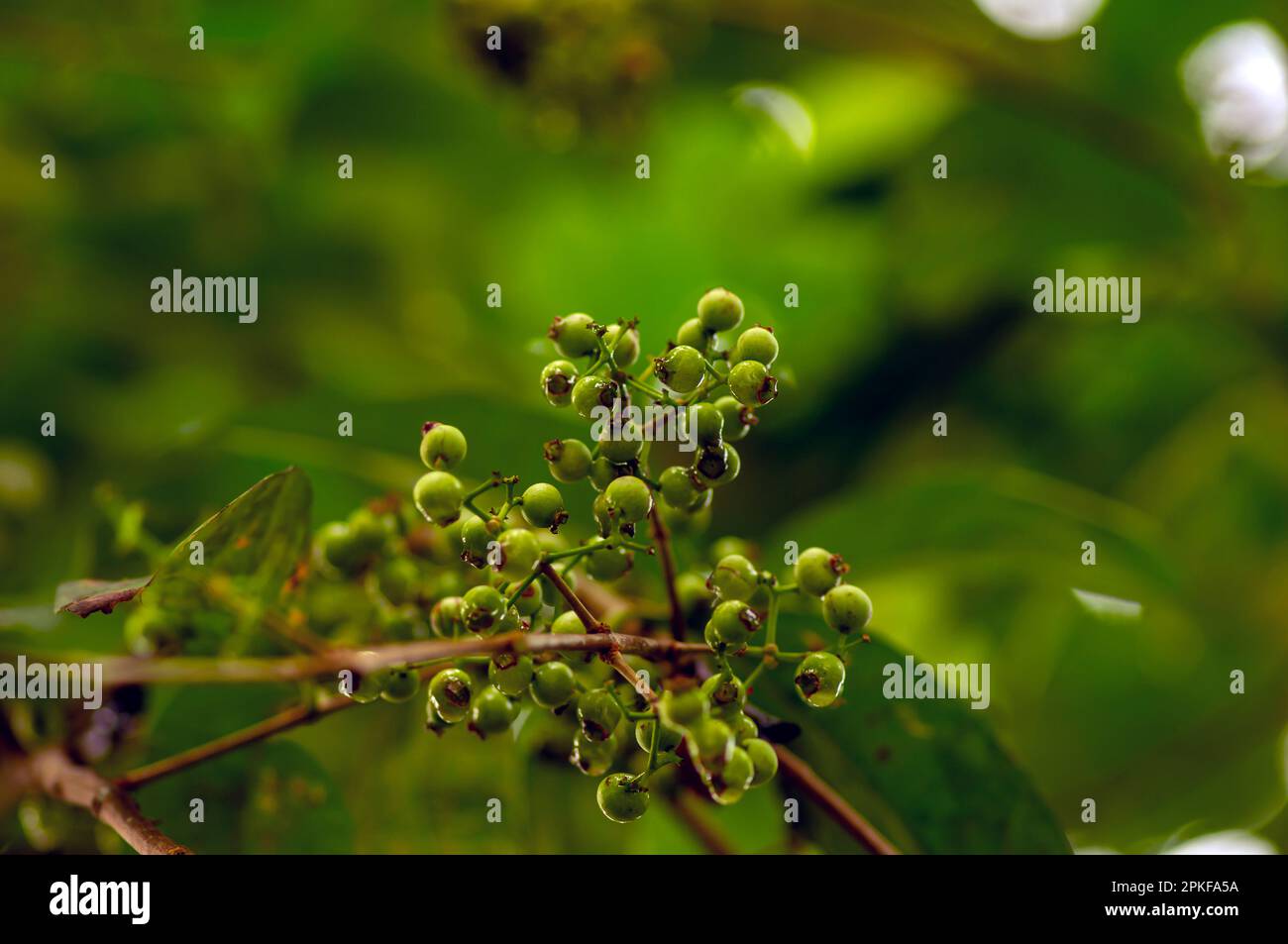 Indonesian bay leaf or daun salam, Syzygium polyanthum seeds, in ...