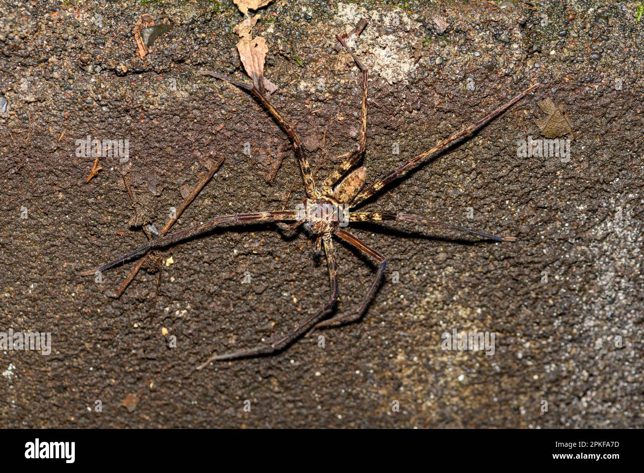 Black-Jaw Huntsman (Heteropoda tetrica, male) from Tangkoko National ...