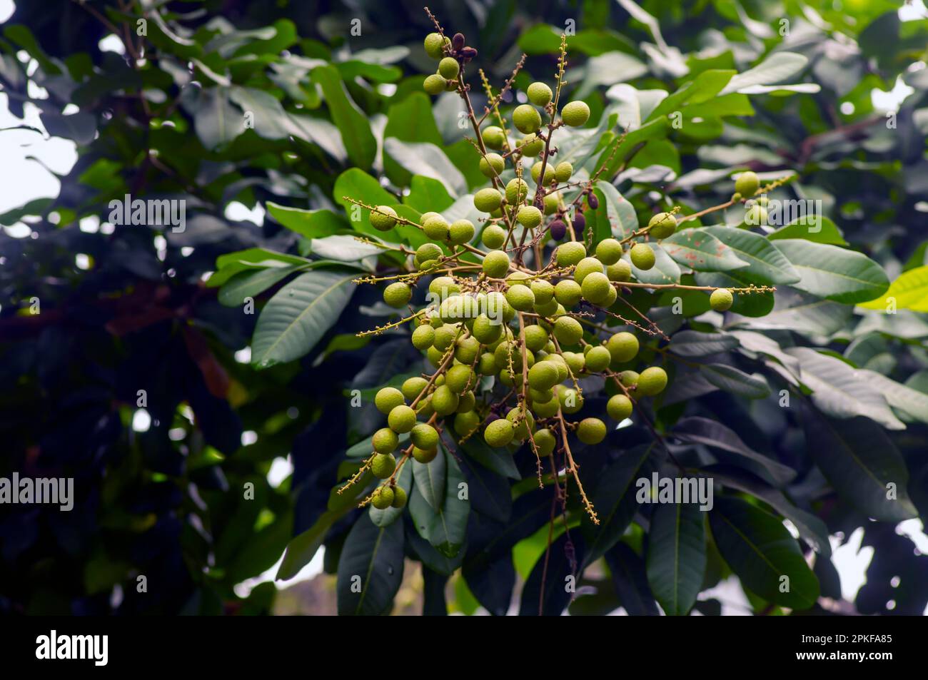 Longan raw fruits (Dimocarpus longan) on the tree, in shallow focus ...