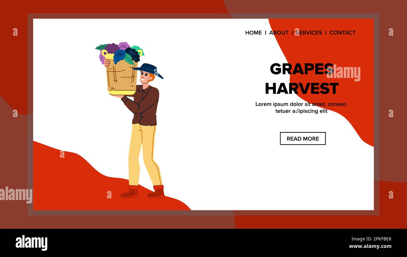 grapes harvest man vector Stock Vector Image & Art - Alamy