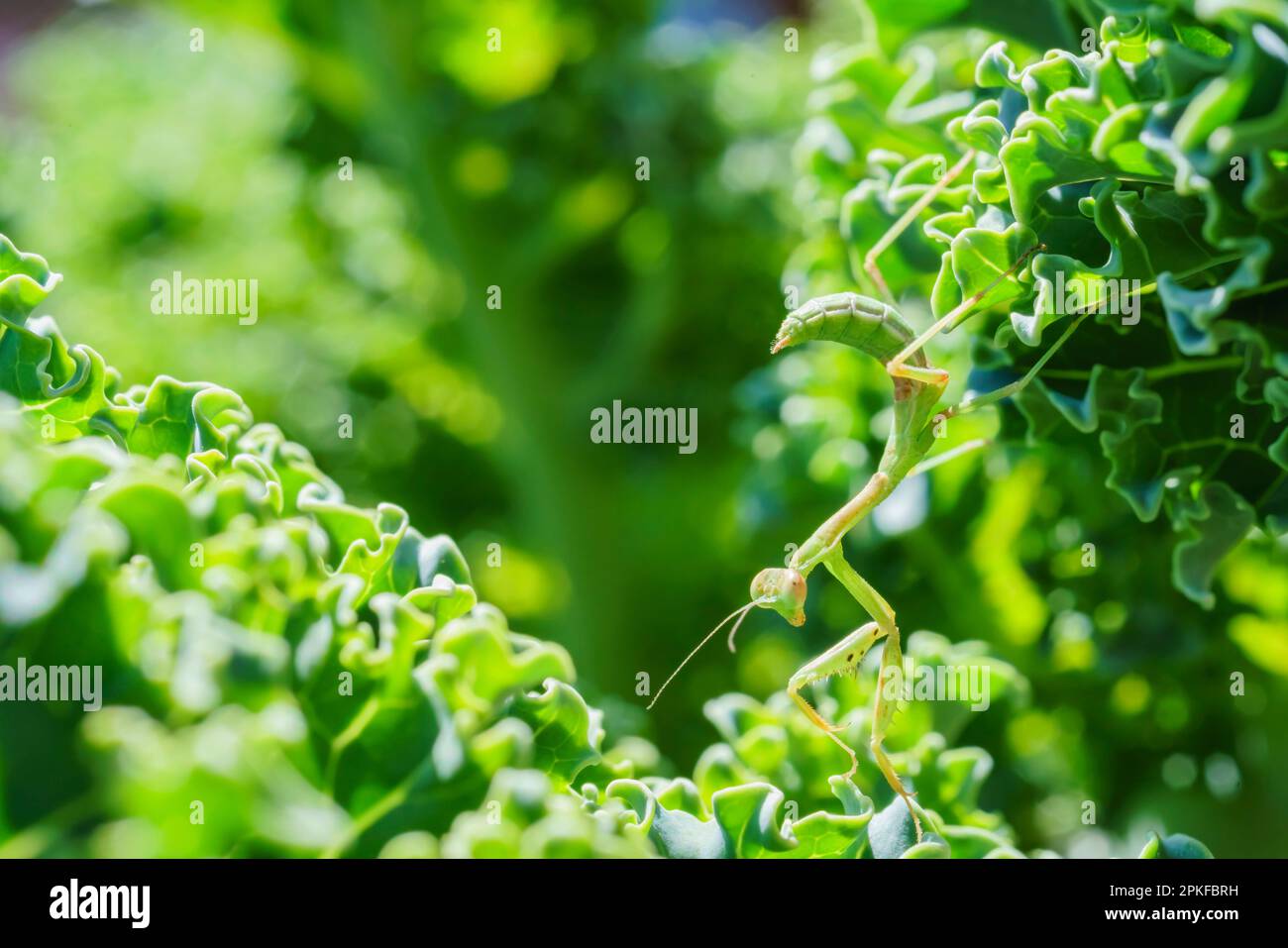 California mantis hi-res stock photography and images - Alamy