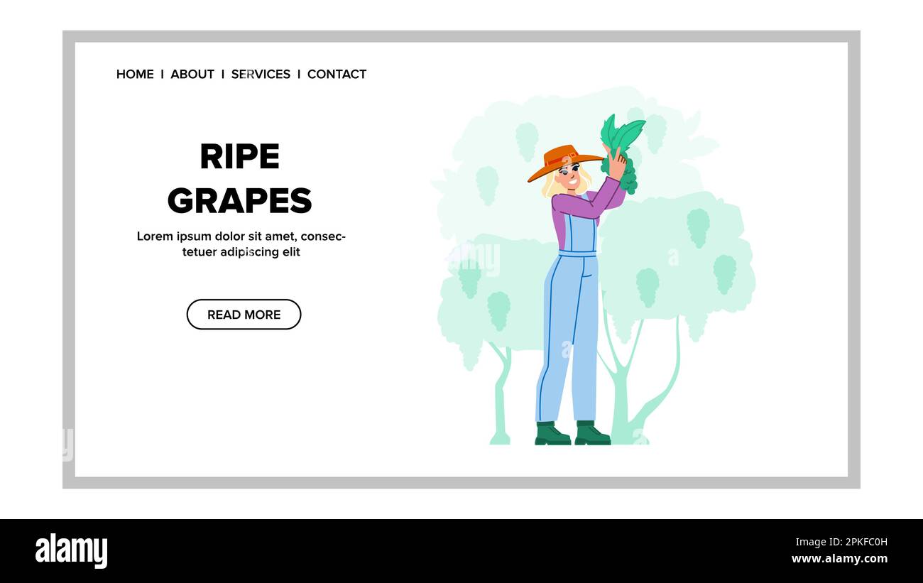 Grapes growing on vineyard Stock Vector Images - Alamy