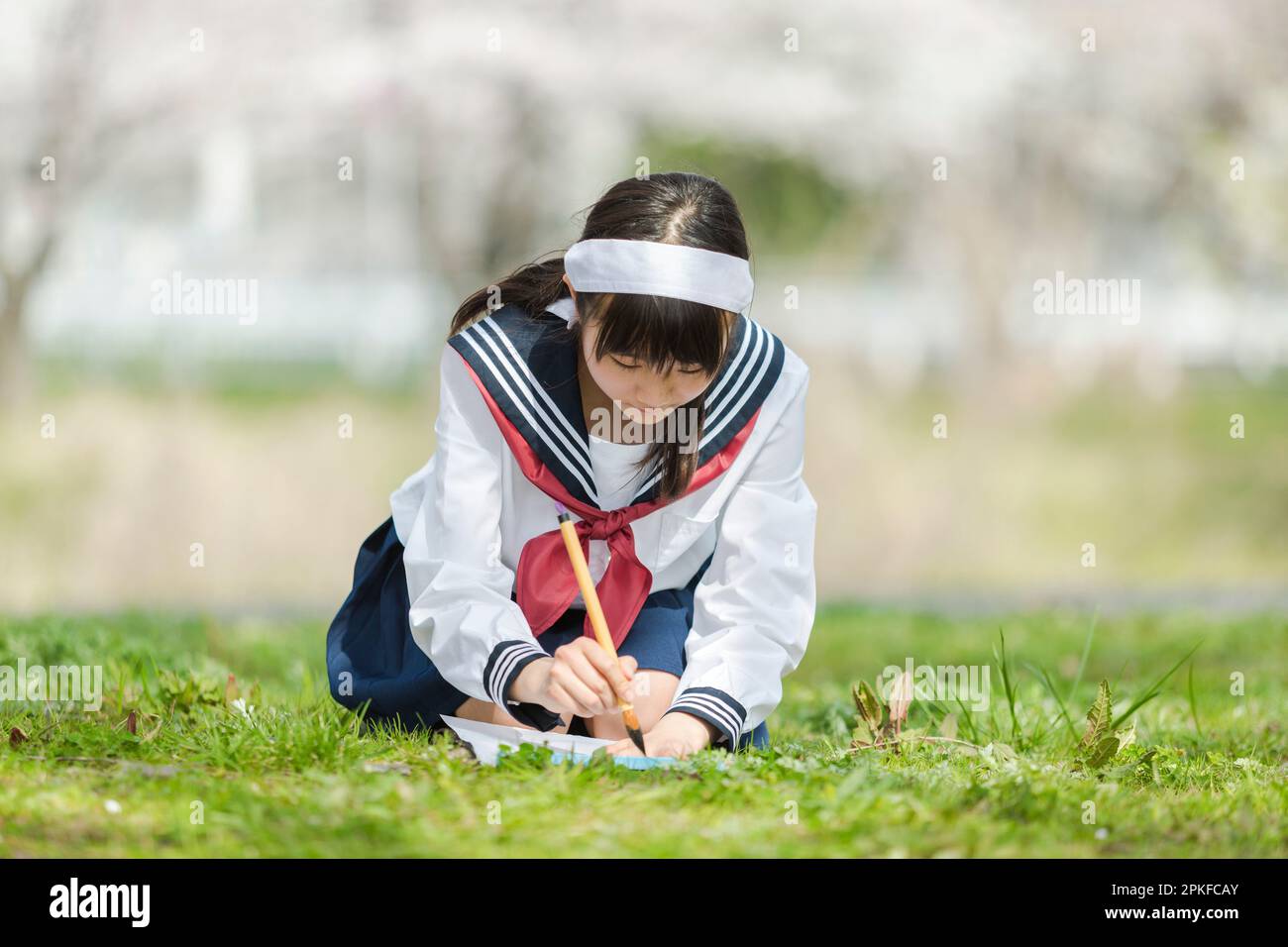 Schoolgirl doing calligraphy under the cherry blossom tree Stock Photo ...
