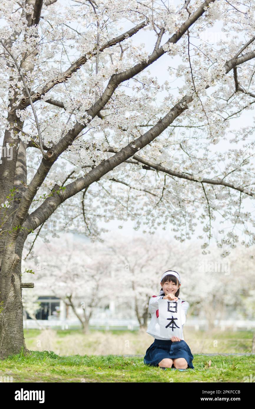 Schoolgirl doing calligraphy under the cherry blossom tree Stock Photo ...