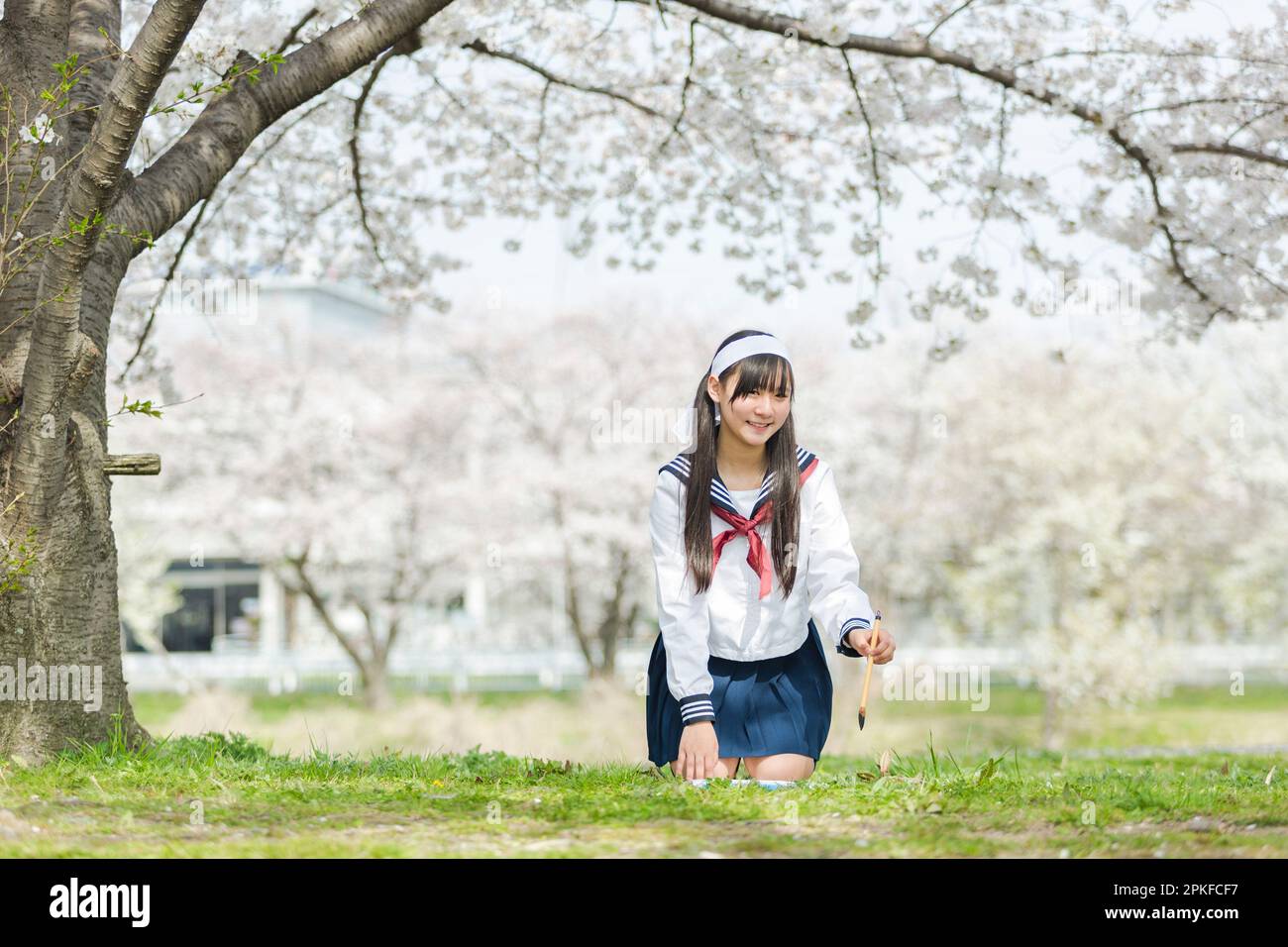 Schoolgirl doing calligraphy under the cherry blossom tree Stock Photo ...