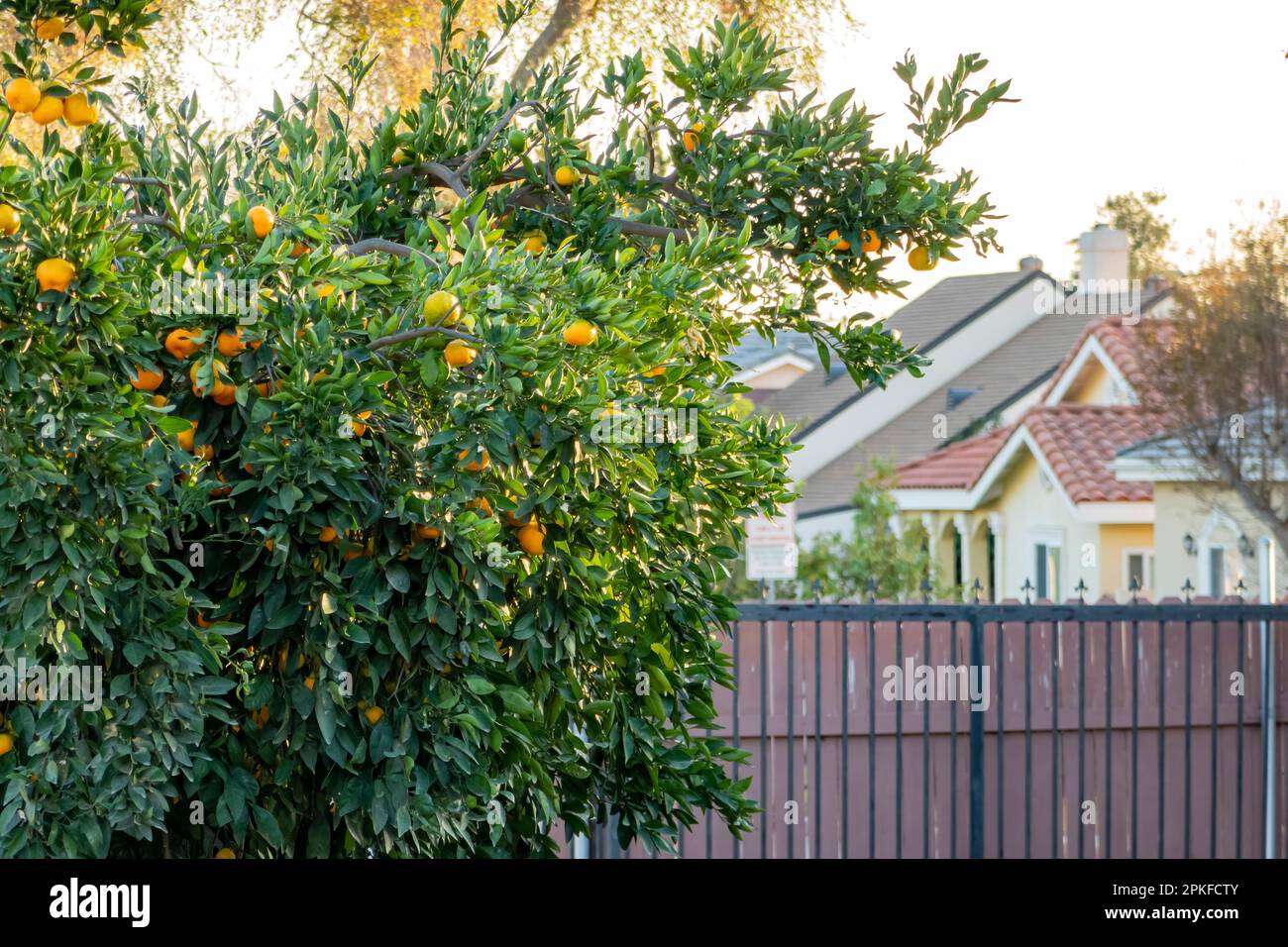 Mature, juice California orange growing on the tree with San Gabriel ...