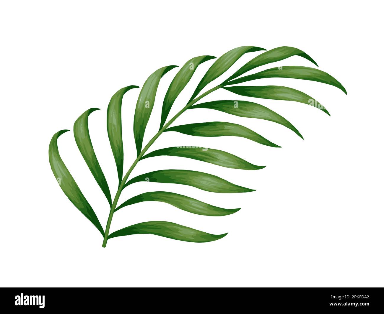 Tropical jungle palm vector leaf. Realistic hand drawn illustration ...