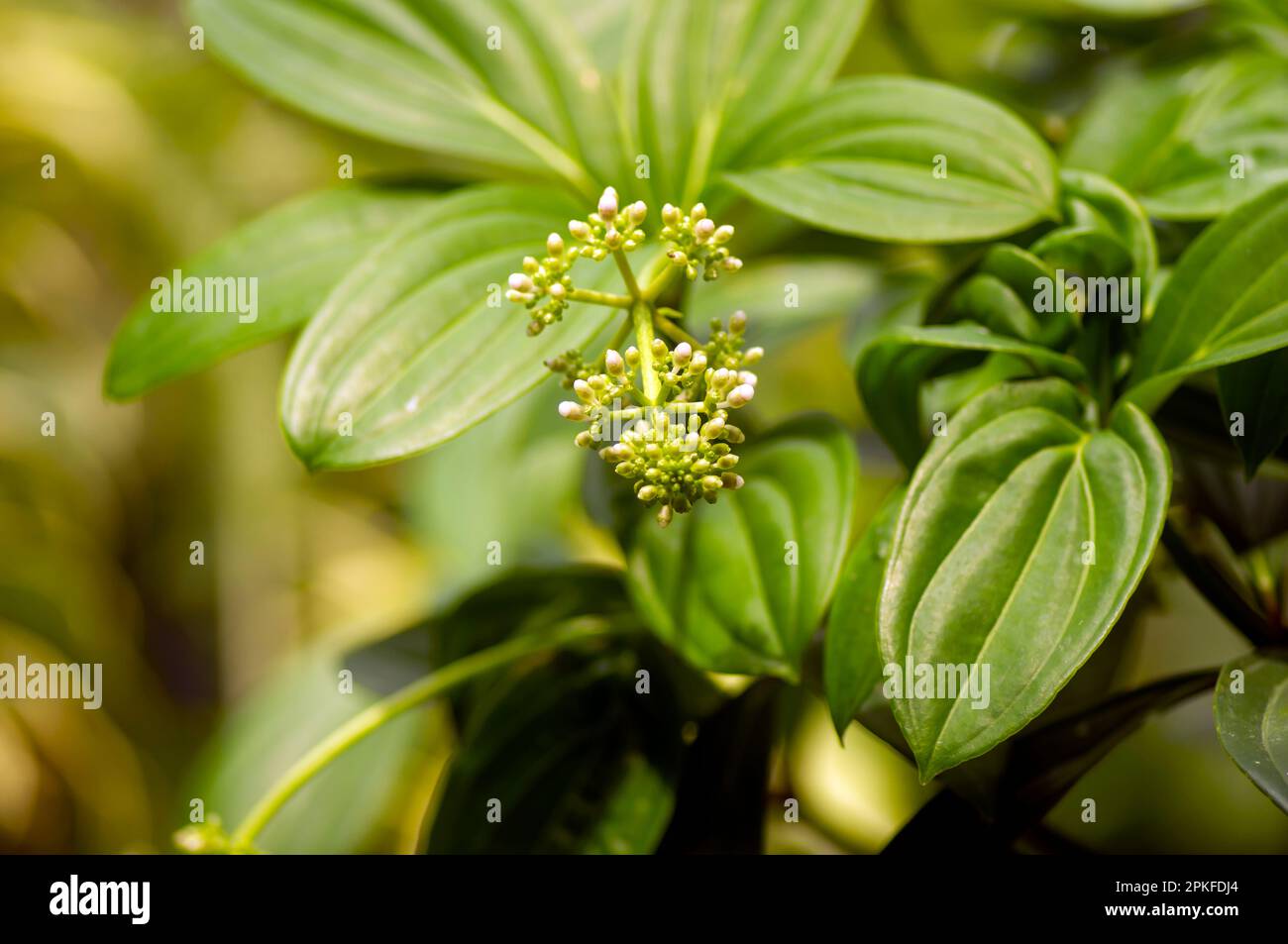 Parijoto flower (Medinilla speciosa) in shallow focus Stock Photo - Alamy