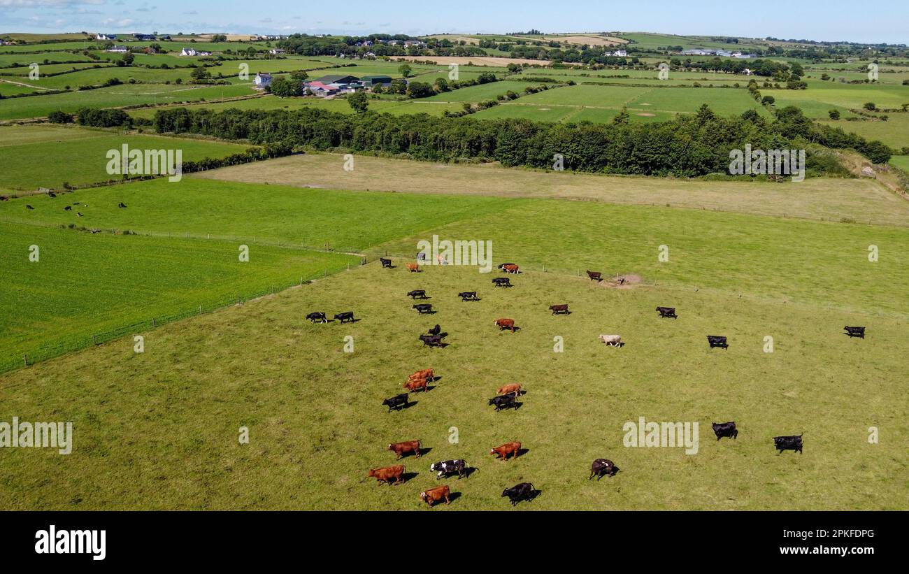 A cows in a fenced farm field, warm summer weather. Green farm fields ...