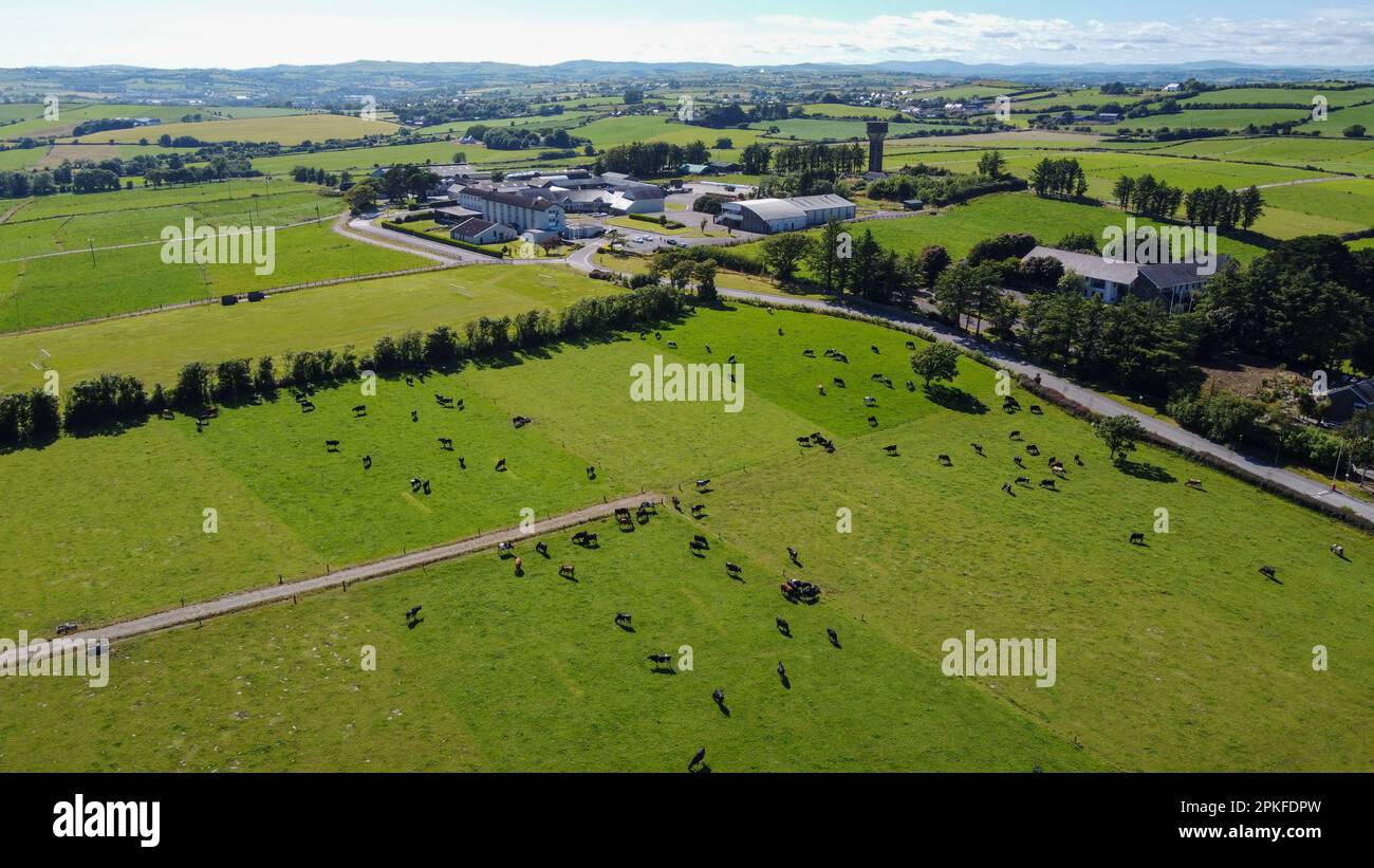 A cows on a farmer's field on a clear summer day, top view. Buildings ...