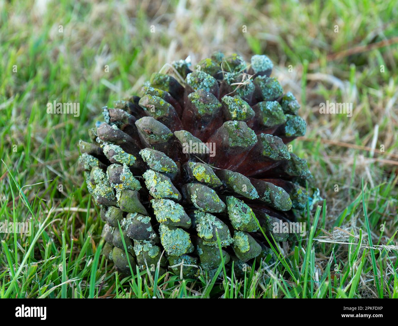 Big cone hi-res stock photography and images - Alamy