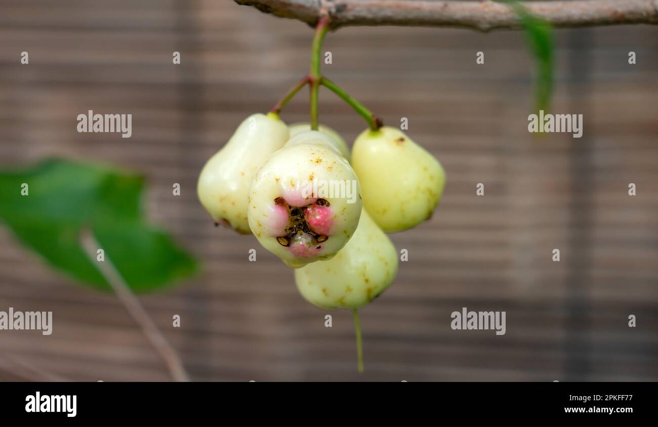 Young water apples fruits (Syzygium aqueum) on its tree, known as rose ...