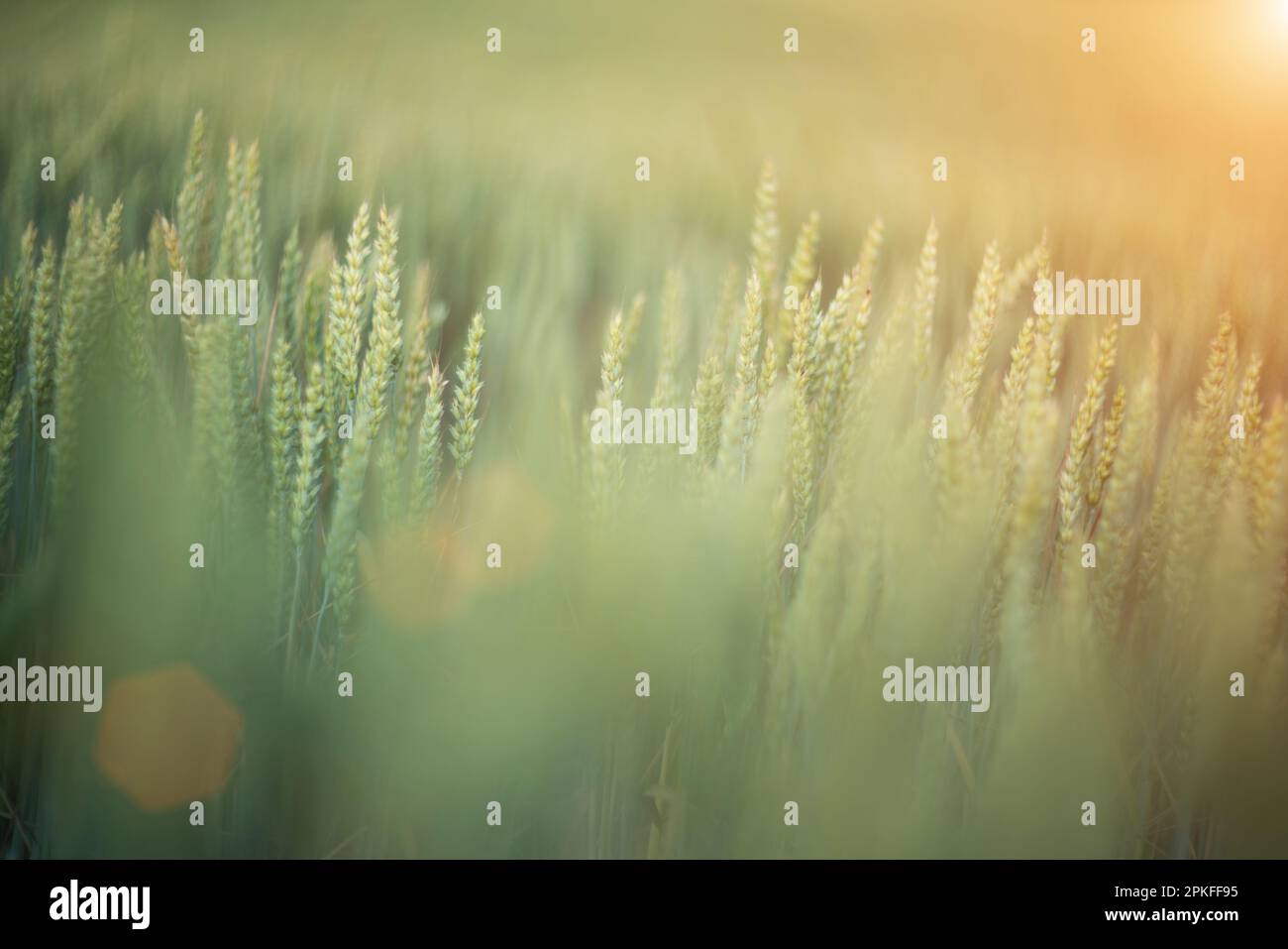 Green wheat field close up. Spring countryside scenery. Beautiful ...