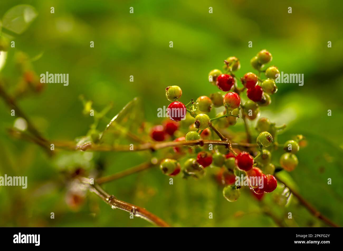 Indonesian bay leaf or daun salam, Syzygium polyanthum fruits, in ...