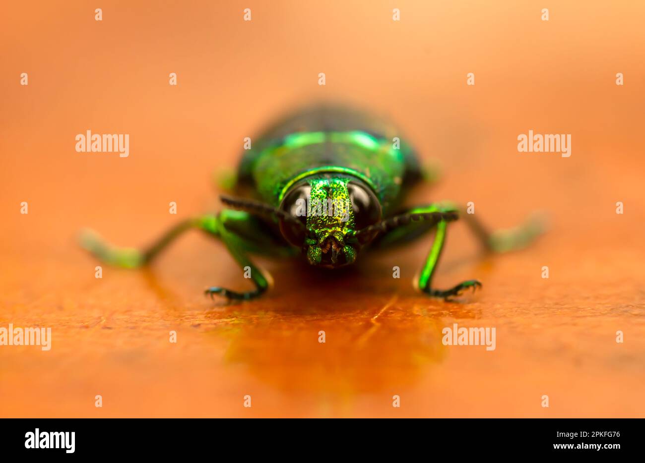 Close up of Jewel beetle (Chrysochroa fulminans), shallow focus Stock ...
