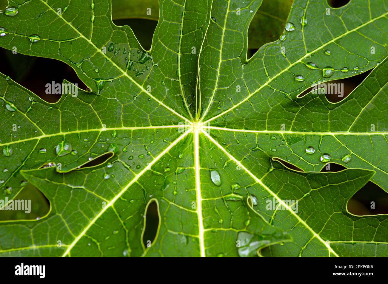 Papaya texture hi-res stock photography and images - Alamy